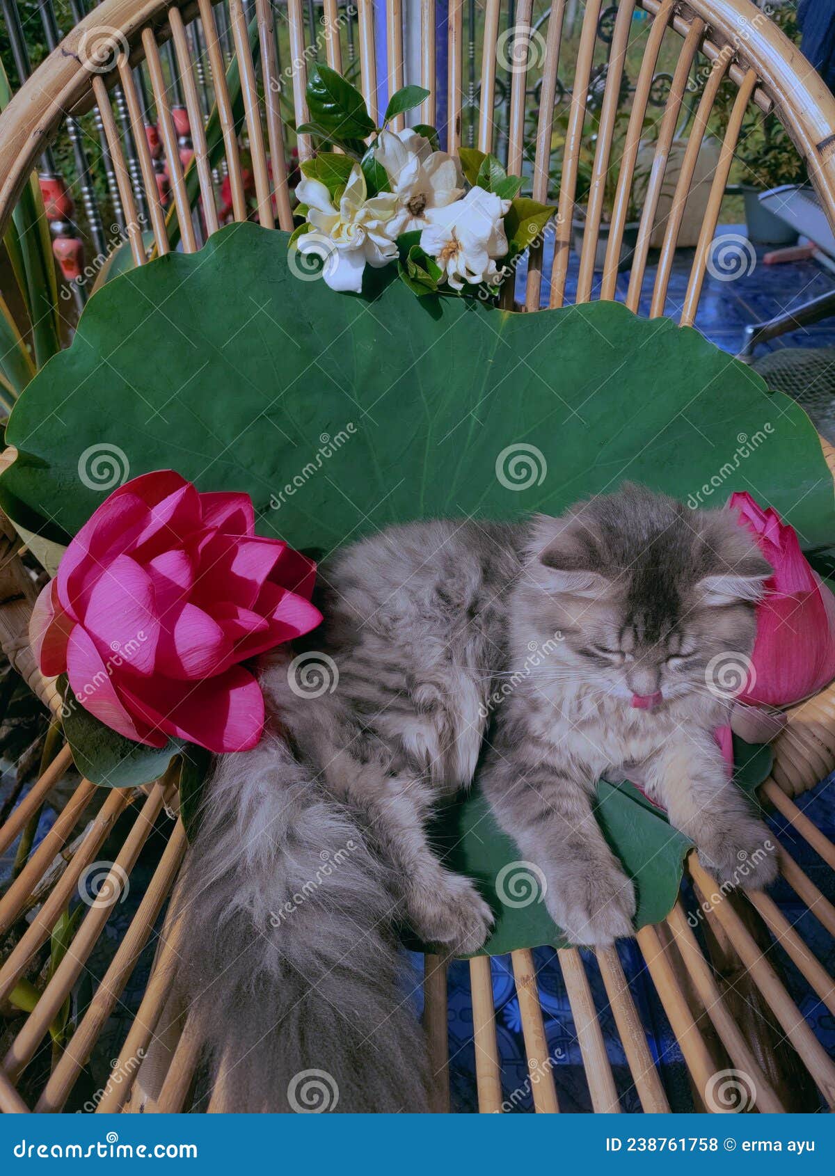 Cat and lotus flower stock photo. Image of cute, lotus - 238761758