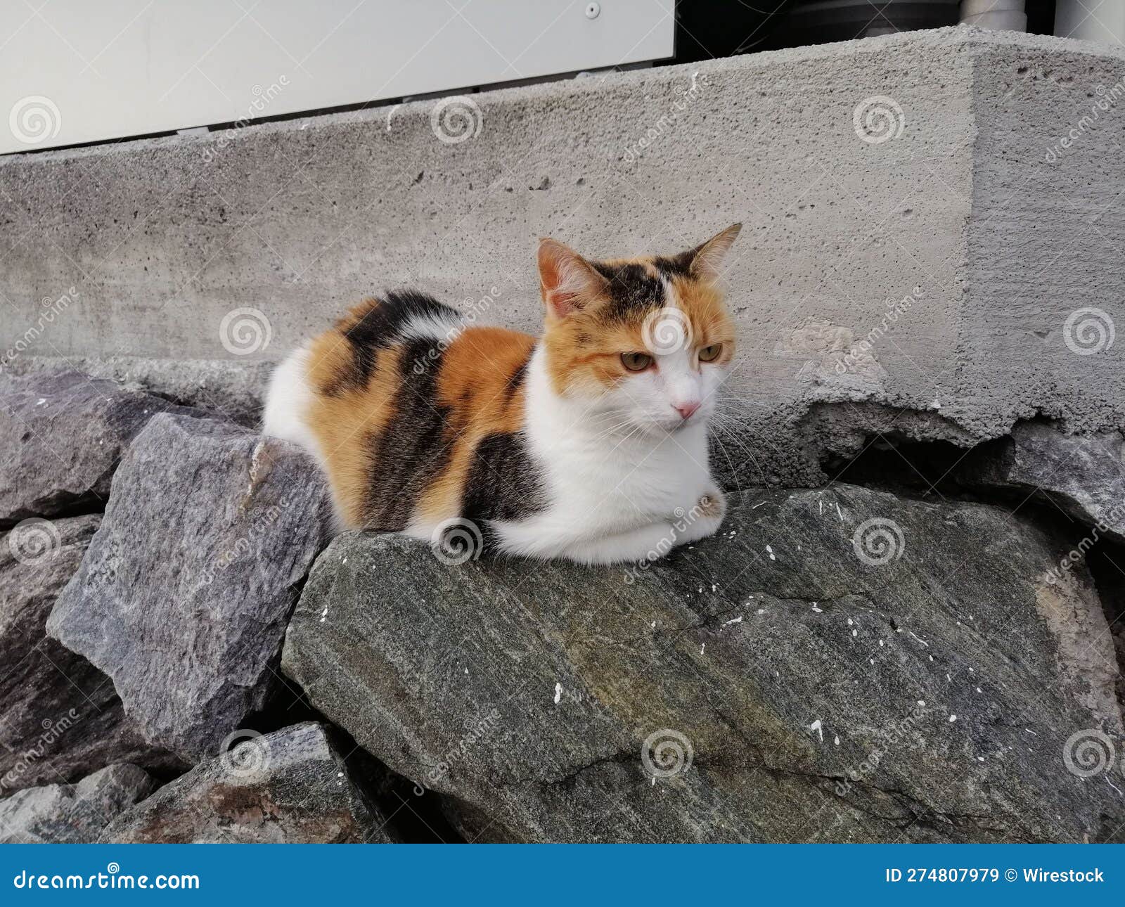 A Cat Lounging on a Rock Surface, Enjoying the Sunlight Stock Image ...