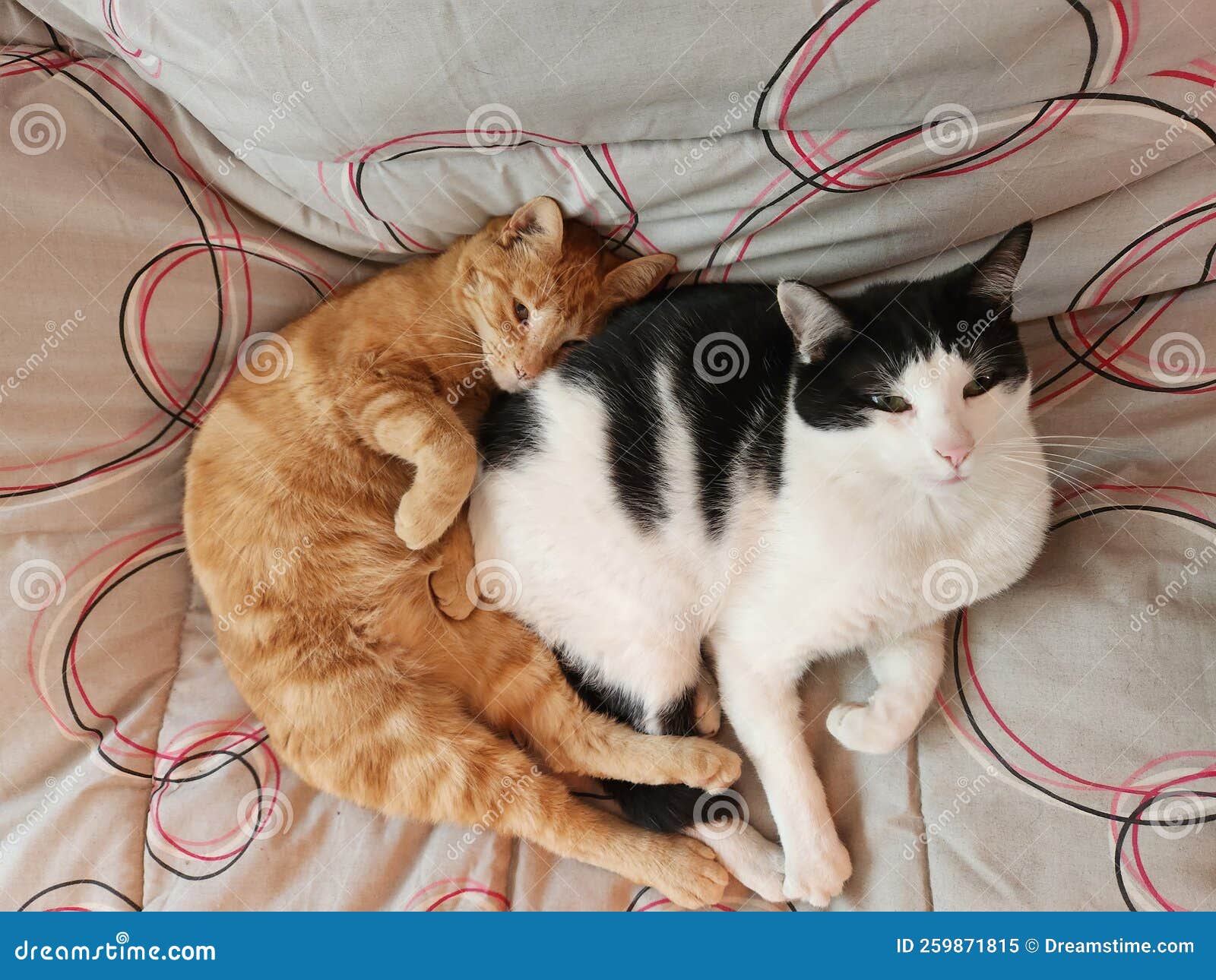 Cat love stock image. Image of amor, gatos, bagancia - 259871815