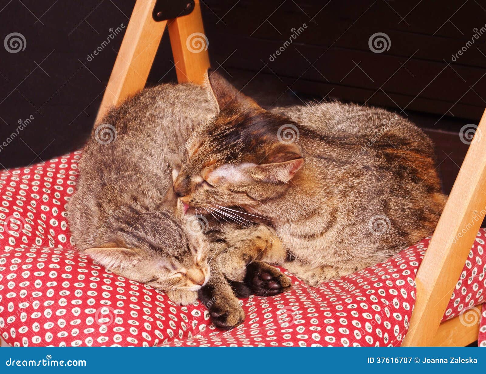 Cat love stock image. Image of caring, parenthood, mother - 37616707