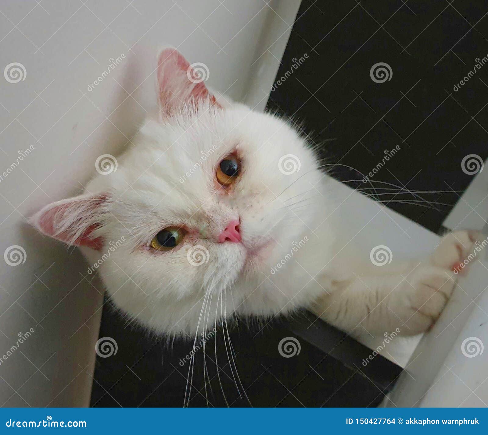 Cat stock photo. Image of animal, lovely, white, pink - 150427764