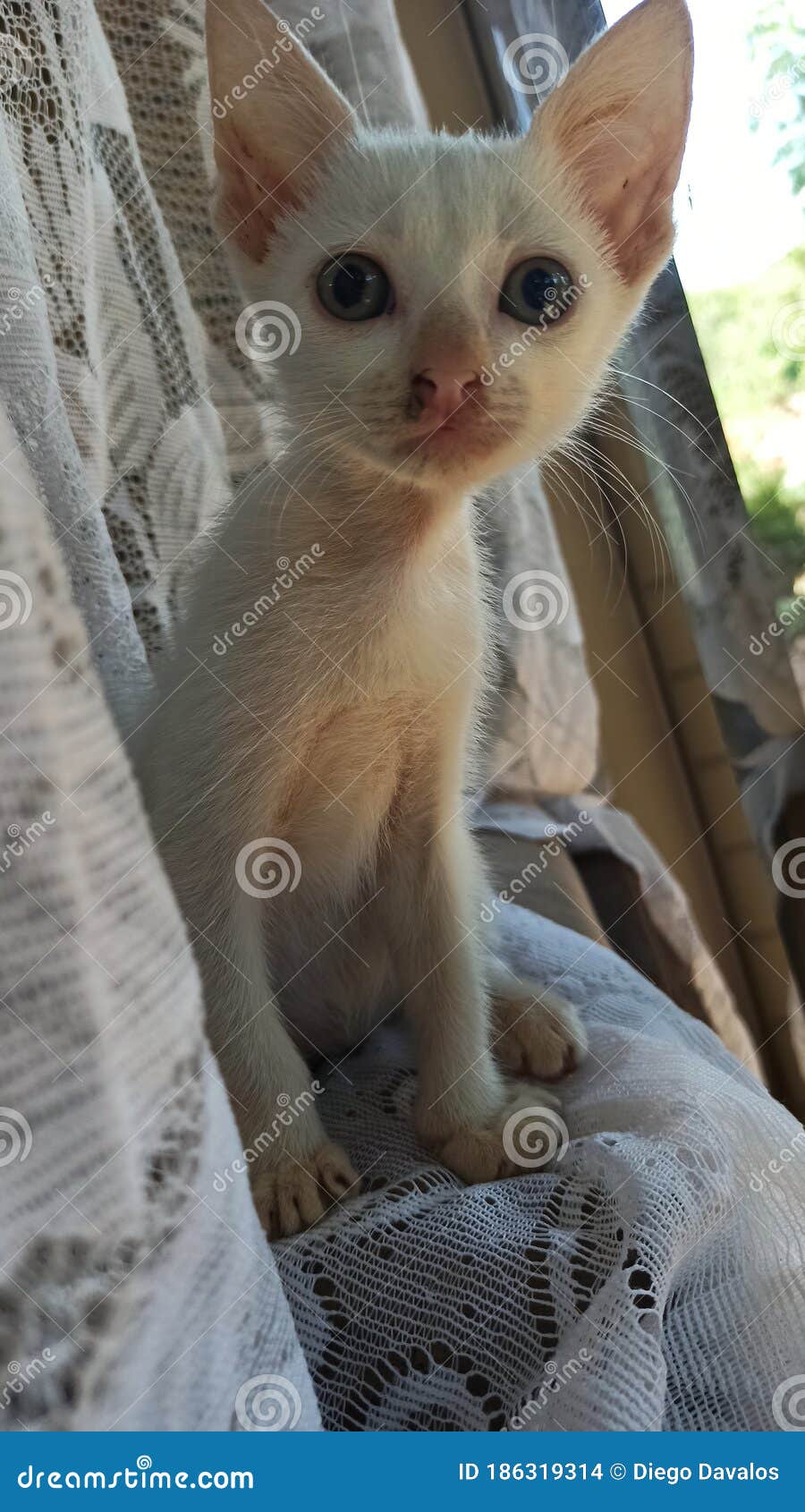 Cat Lovers , the Little Draco Stock Photo - Image of wildlife, squirrel ...