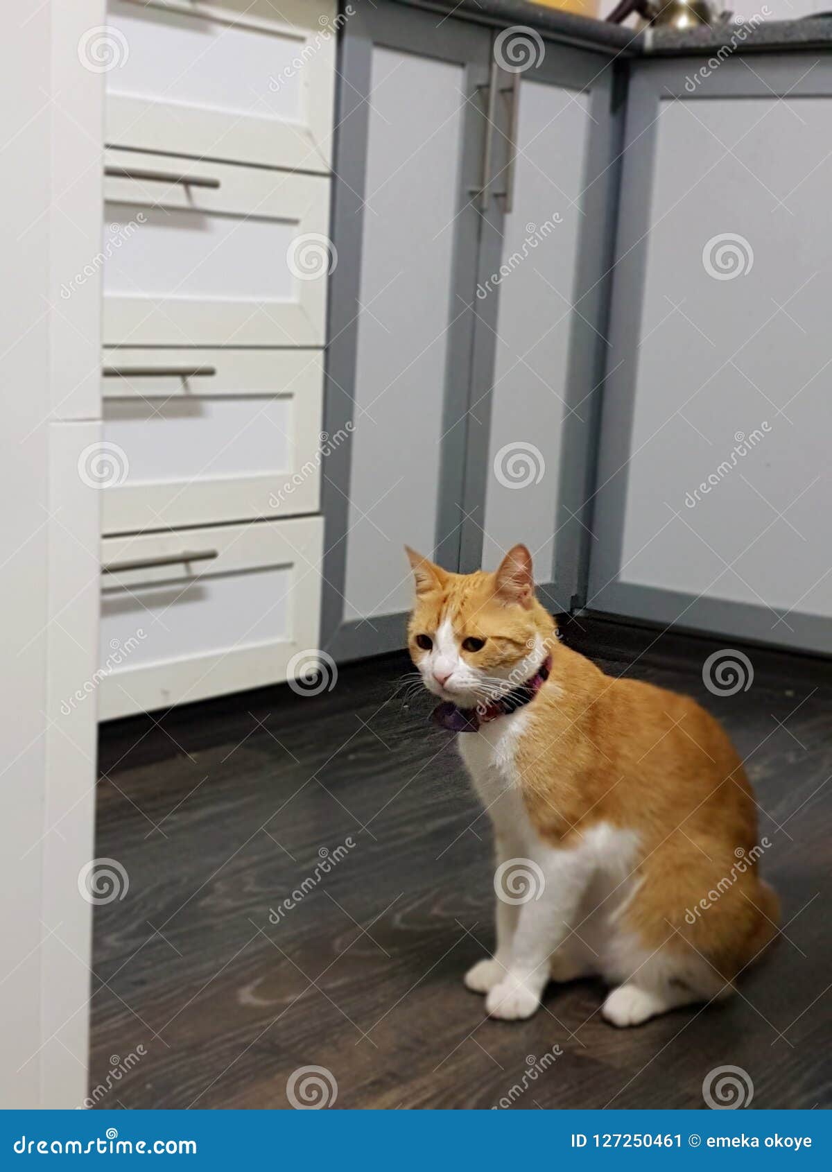 My cat snappy stock image. Image of snappy, pets, lovers - 127250461