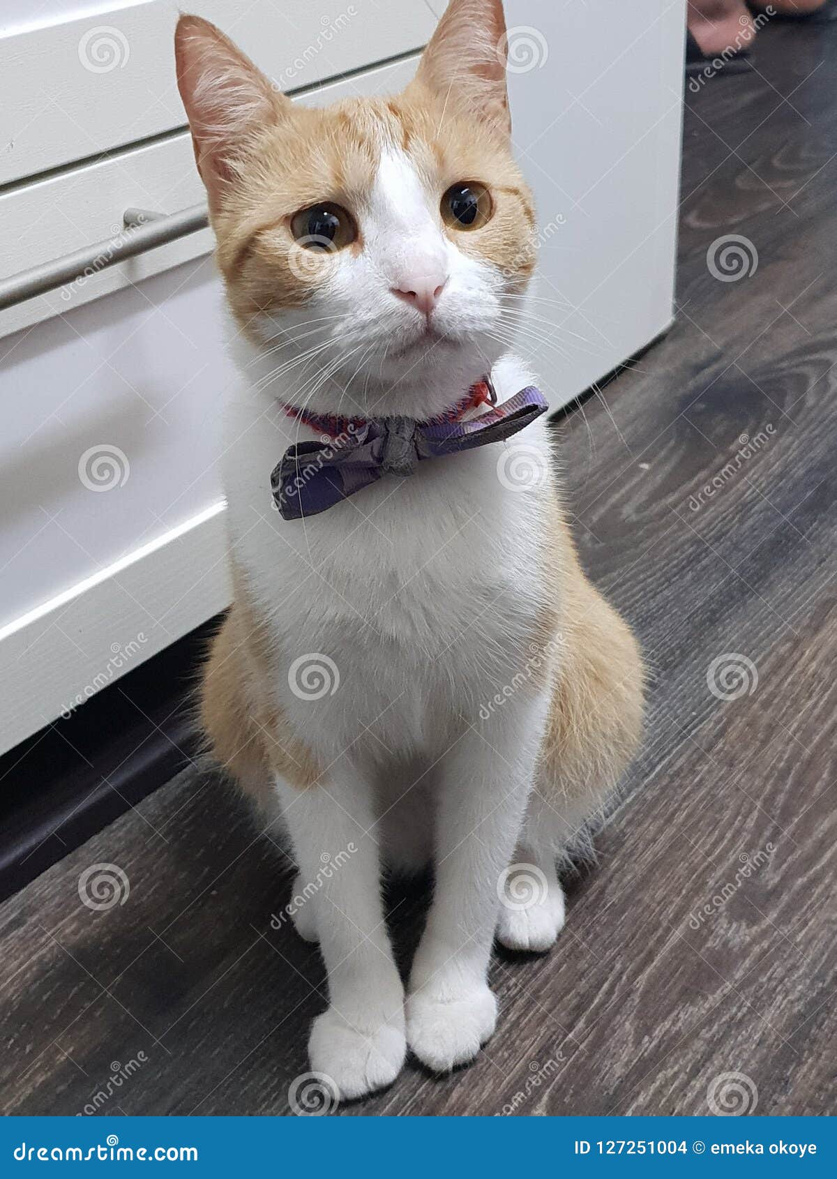 My cat snappy stock photo. Image of lovers, cute, pets - 127251004