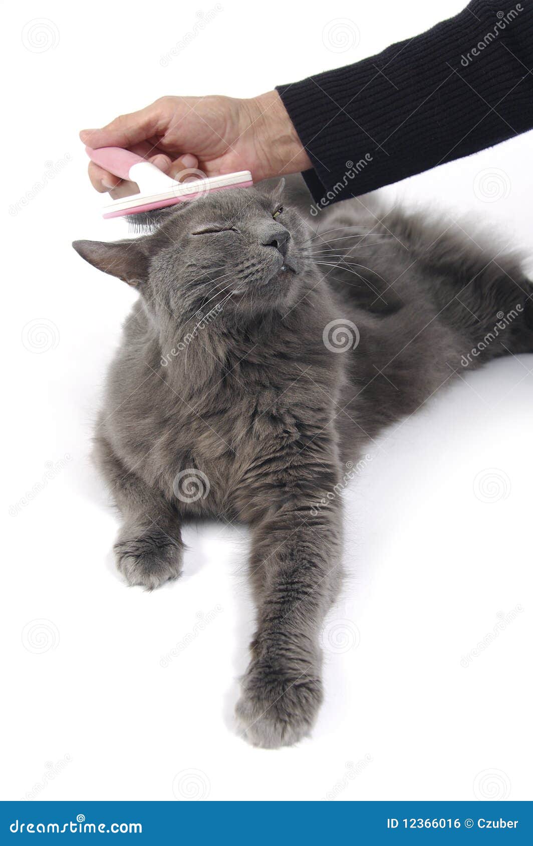 348 Bristle Cat Stock Photos - Free & Royalty-Free Stock Photos from ...