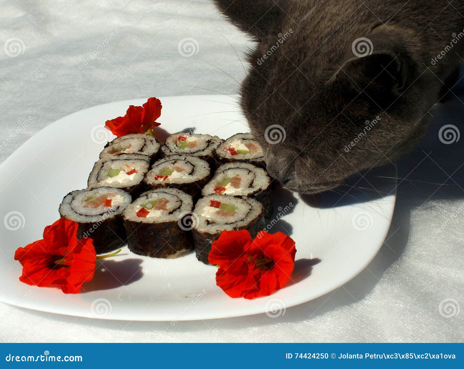Cat loves sushi stock photo. Image of humorous, humor - 74424250