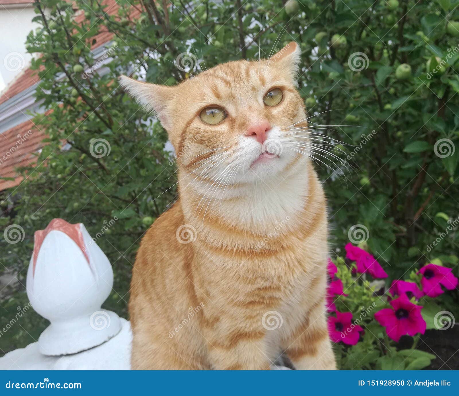 Cat lu stock photo. Image of pets, kitten, kitty, beautiful - 151928950