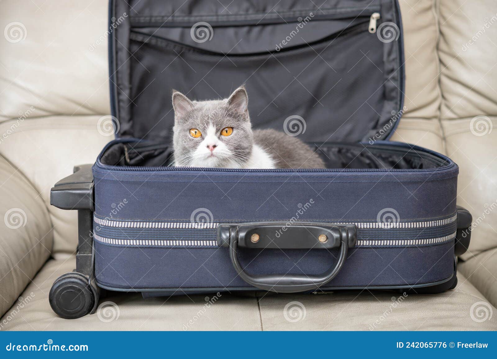 Cat in a luggage stock photo. Image of purebred, british - 242065776