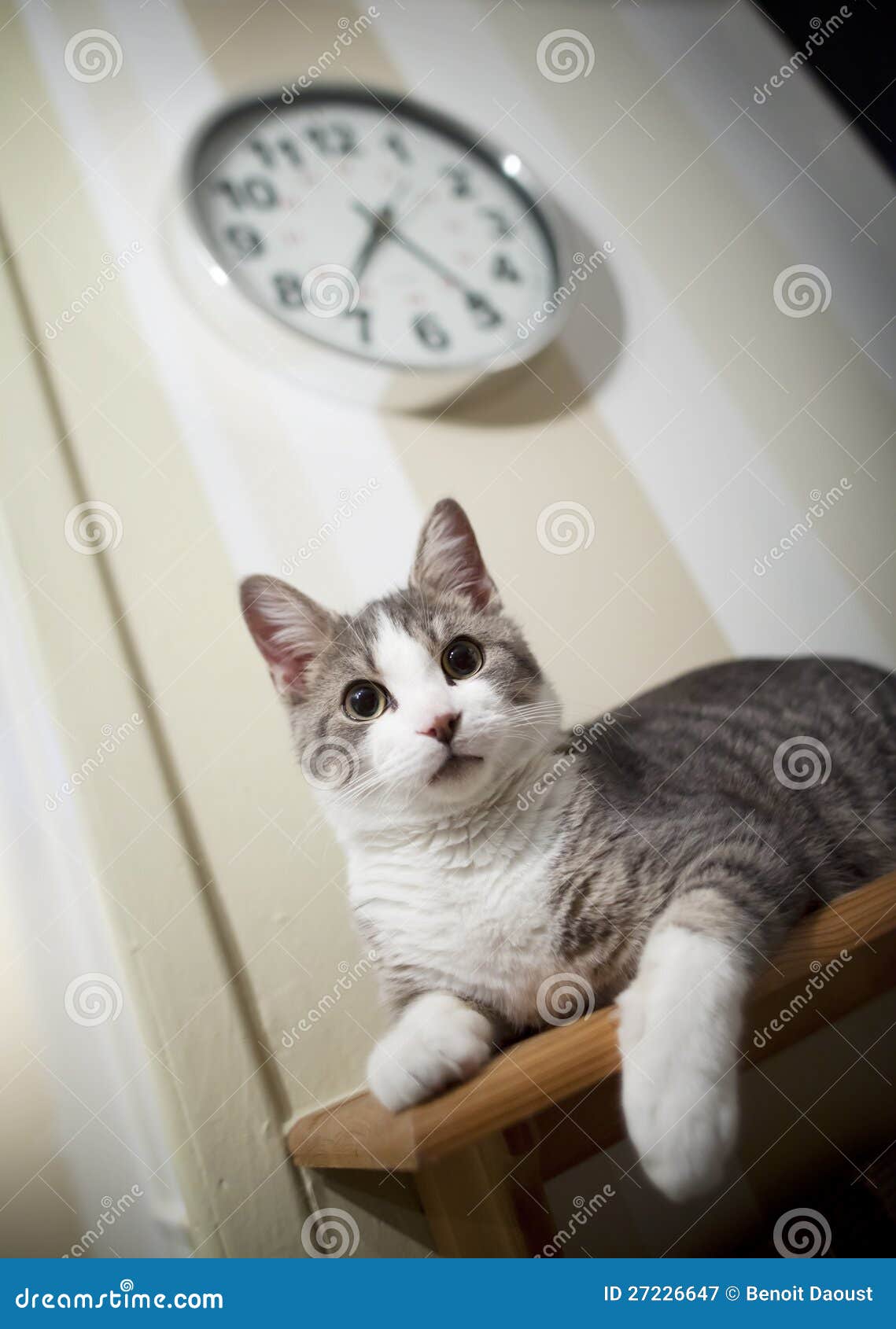 Cat - Lunch Time (looking at the Camera) !!! Stock Image - Image of ...