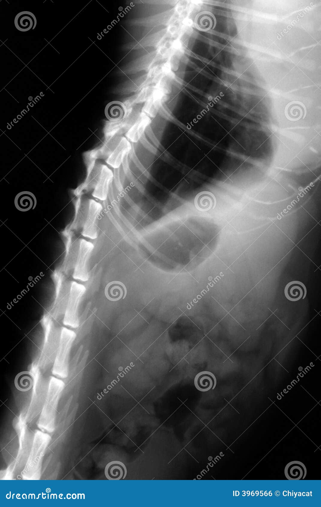 Cat Lungs X-Ray stock photo. Image of spine, bones, pneumonia - 3969566