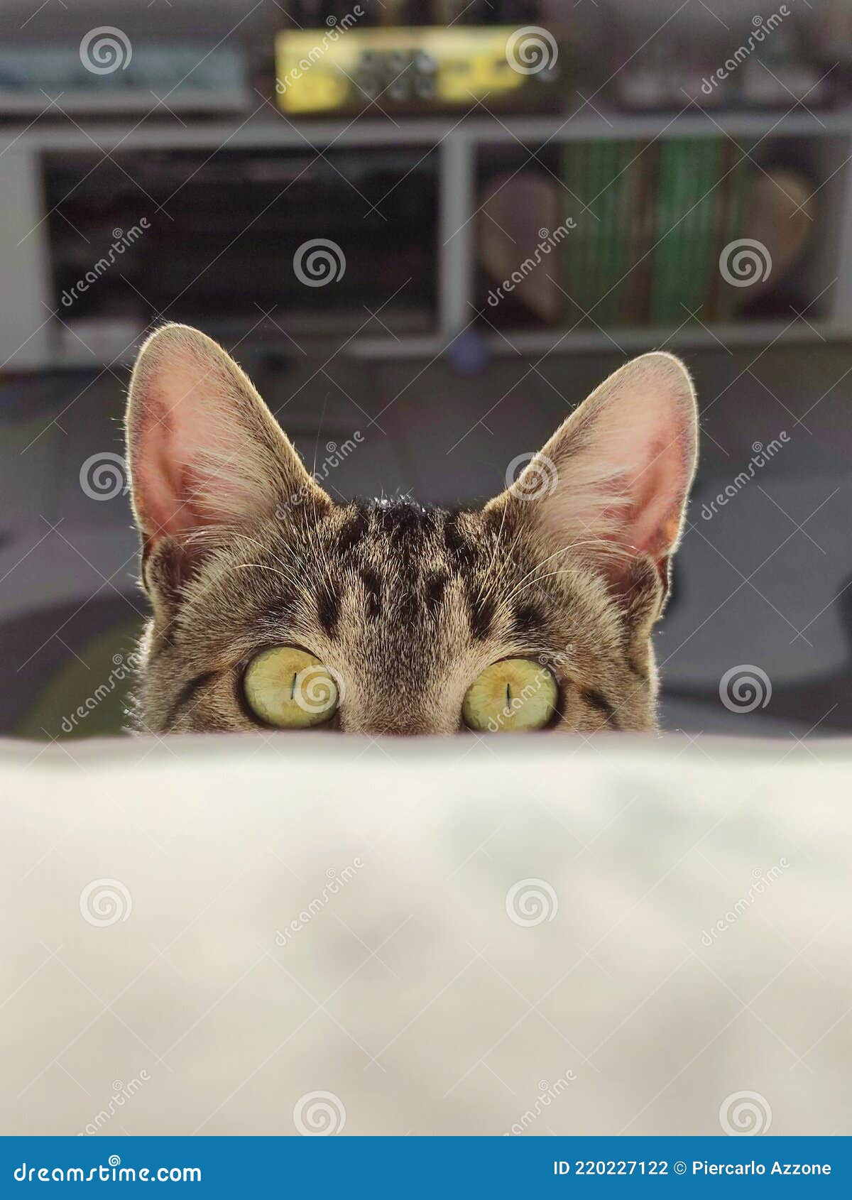 The cat is lurking stock photo. Image of snout, lurking - 220227122