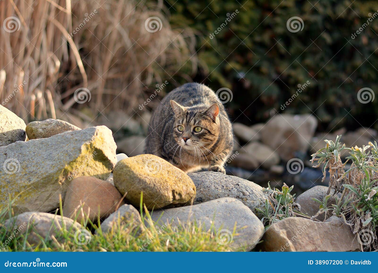 Cat lurking stock photo. Image of face, show, body, feline - 38907200