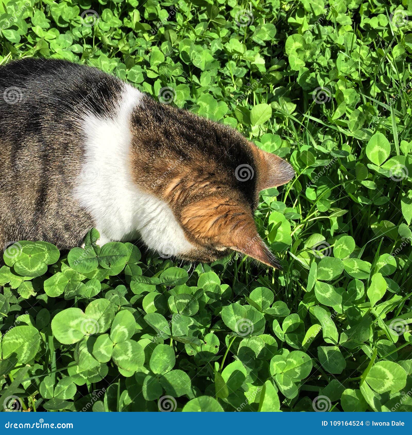 Cat in the Lush Clover Patch Stock Photo - Image of lush, grass: 109164524