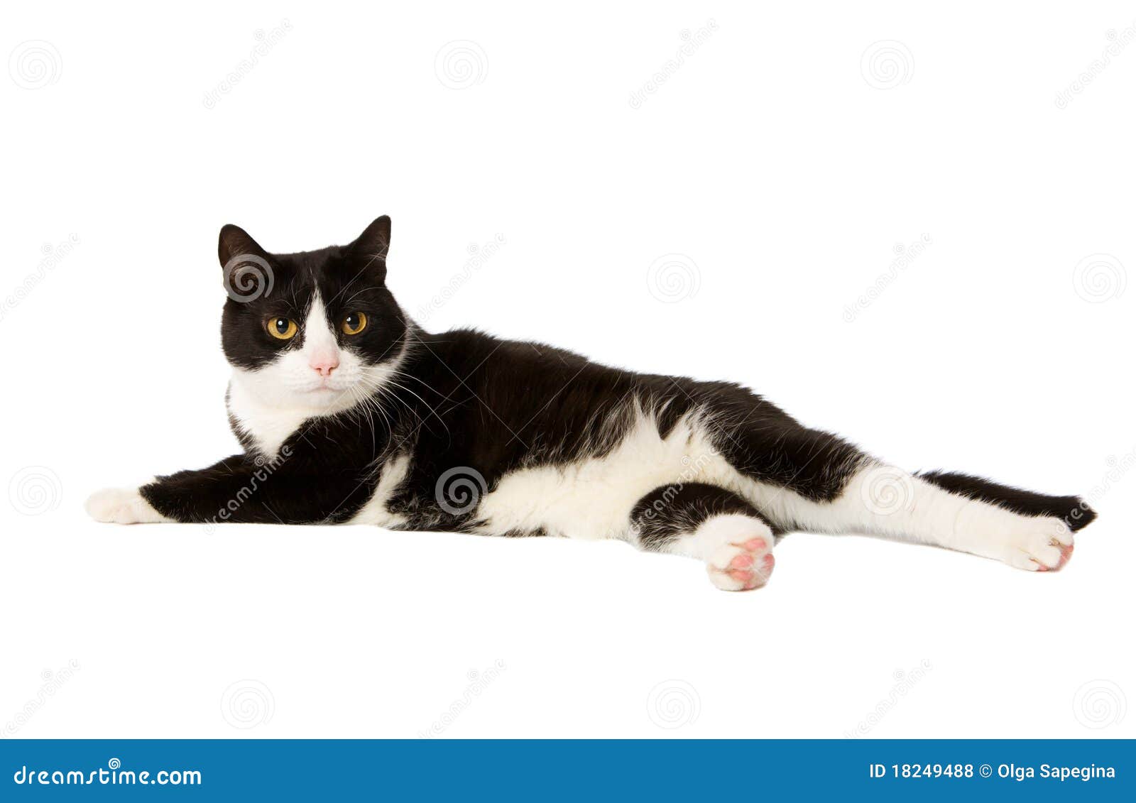 Cat lying stock photo. Image of lying, domestic, animal - 18249488