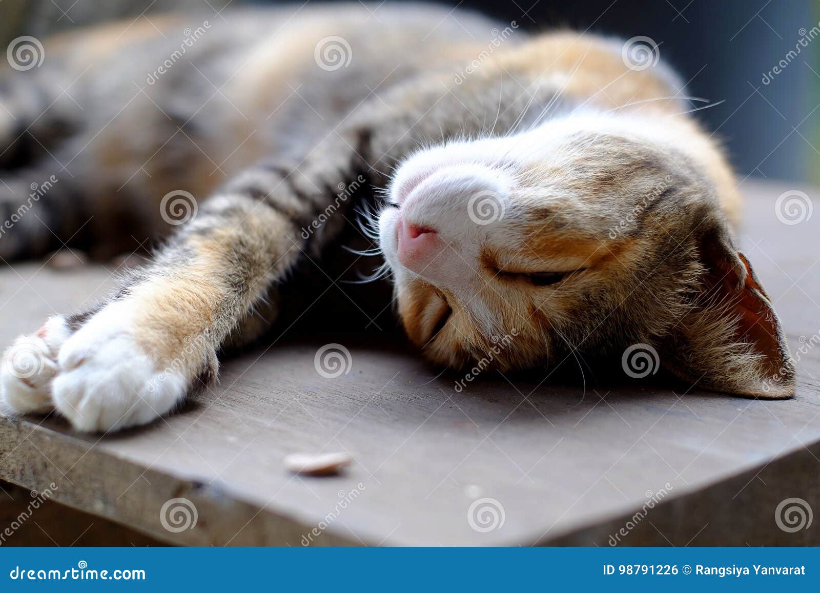Cat lying on back stock photo. Image of rest, feline - 98791226