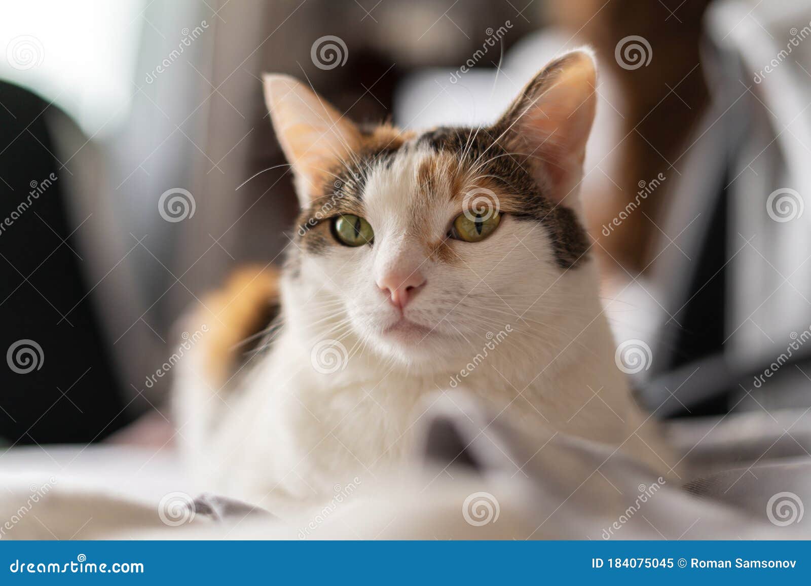 The Cat is Lying on the Bed with an Angry Expression on Its Face Stock ...
