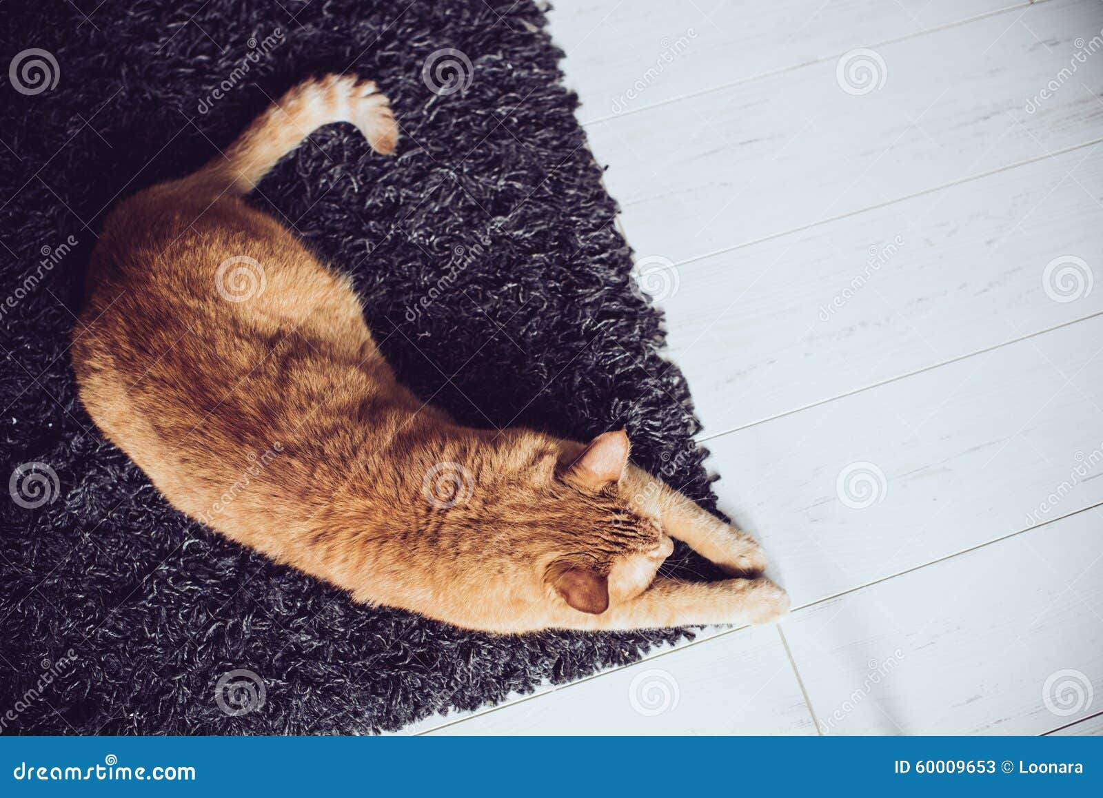 Cat lying on a carpet stock image. Image of cozy, closeup - 60009653