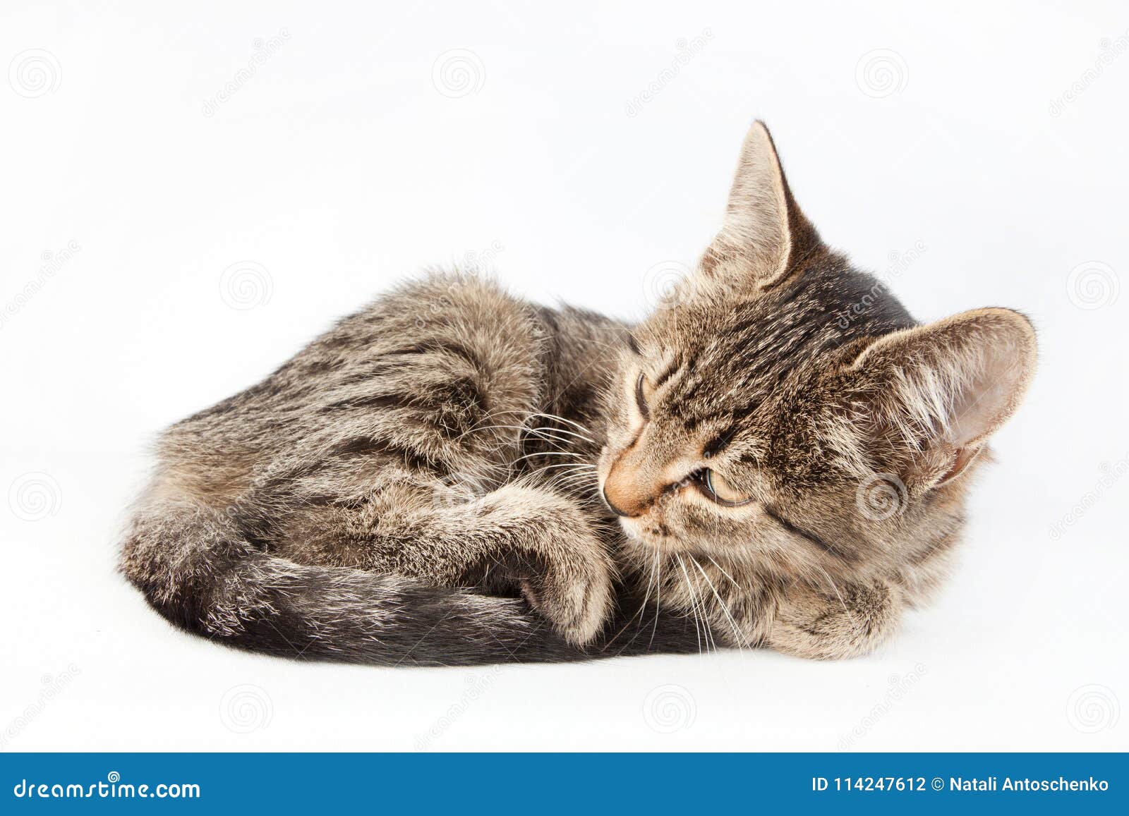 Cat lies crouching stock photo. Image of playful, view - 114247612