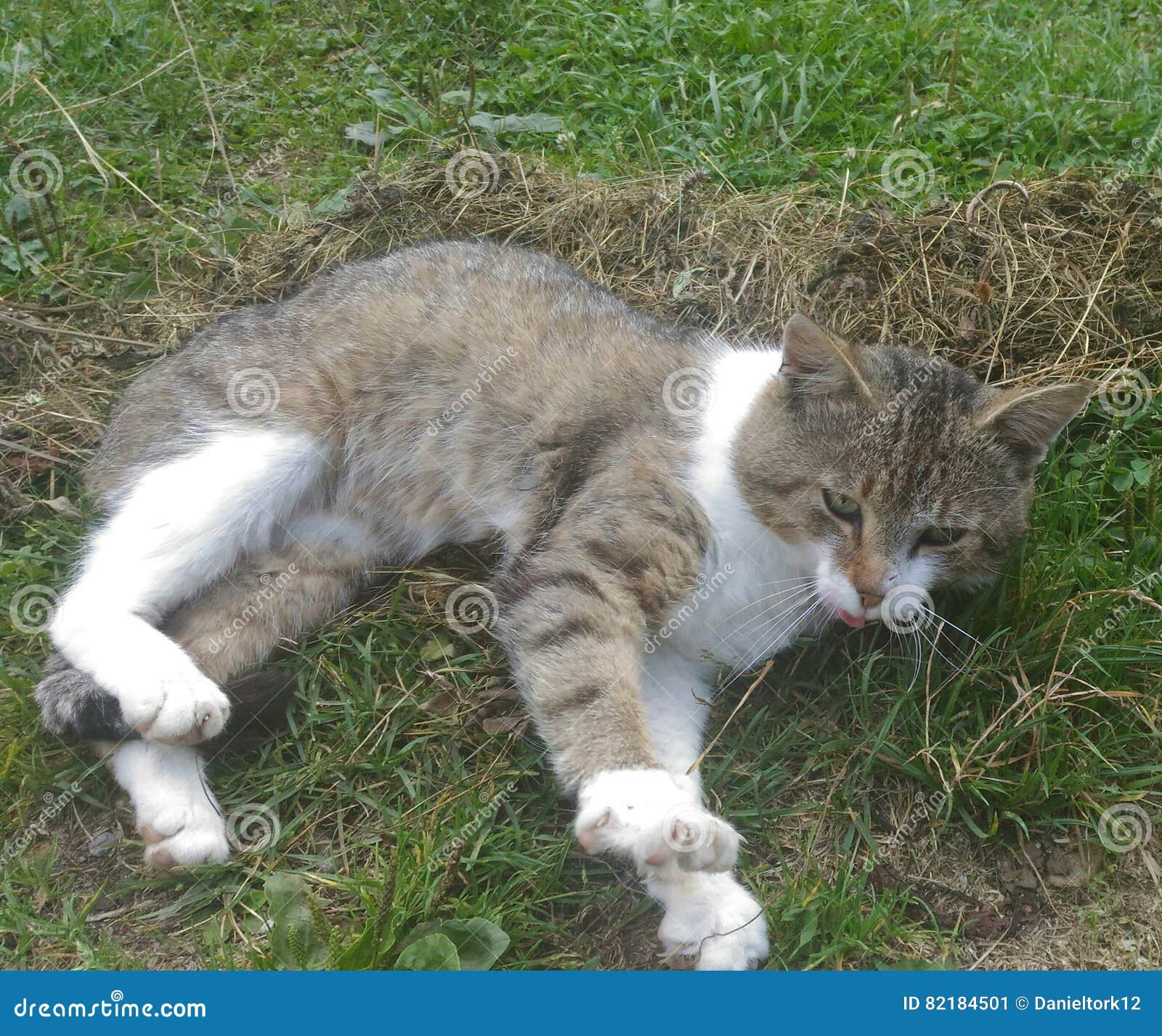 4,750 Cat Tail Down Stock Photos - Free & Royalty-Free Stock Photos ...