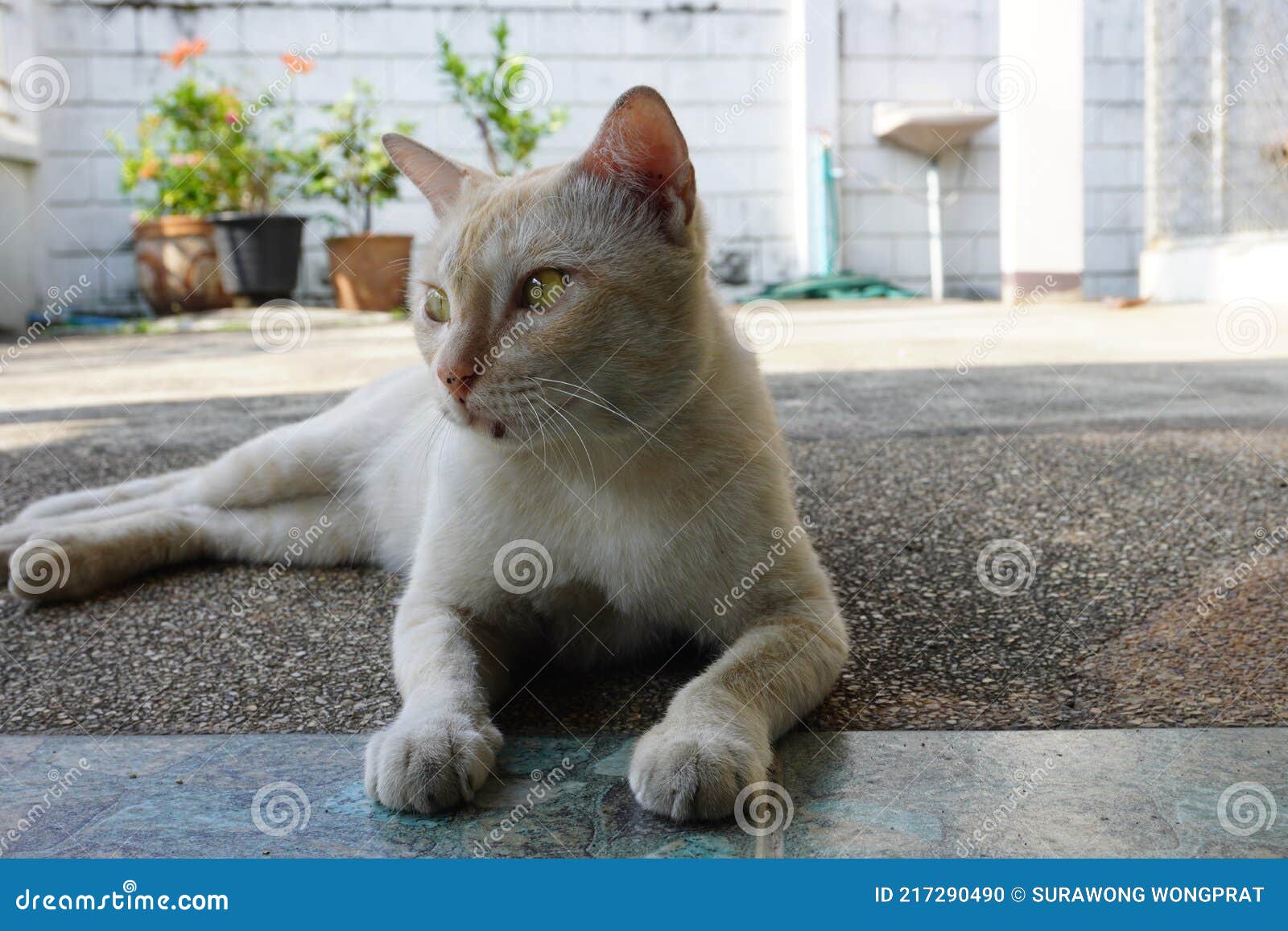 A Cat Lying Down on the Ground. Stock Photo - Image of carnivore ...