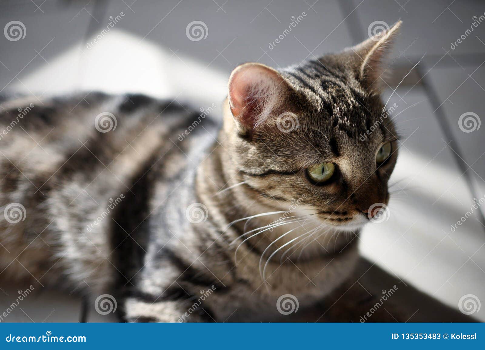 Cat on the floor stock image. Image of clean, kitten - 135353483