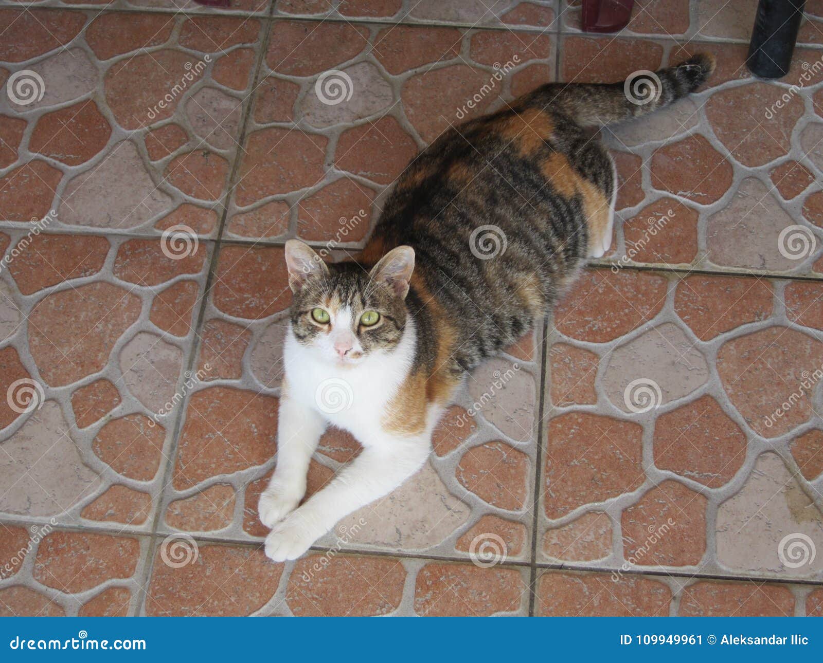 Satin cat stock image. Image of floor, nature, feline - 109949961
