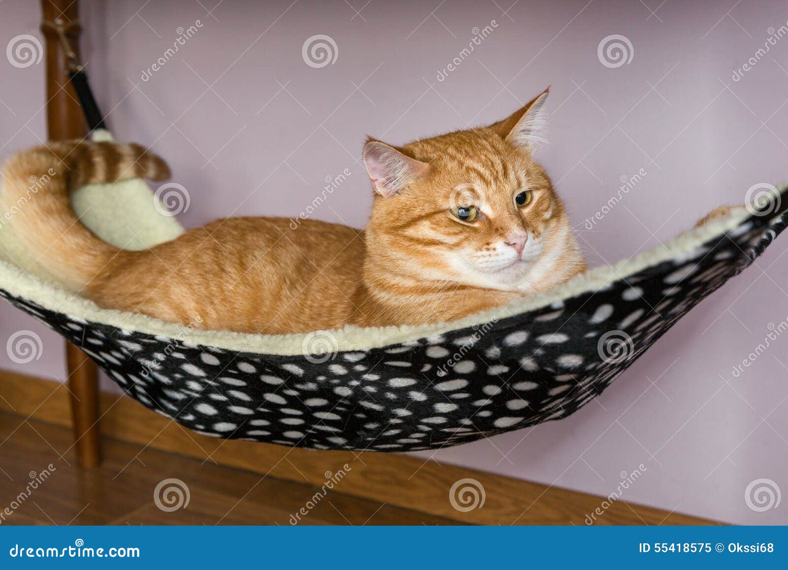 Cat lying in a fur hammock stock image. Image of lying - 55418575