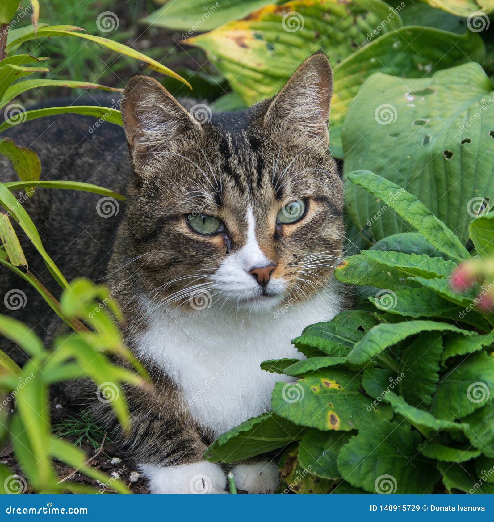 Cat Lying in the Grass. Observant, Charming Cat Lying in the Grass in ...
