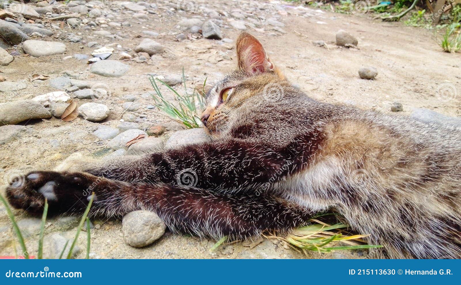 The Cat is Lying on the Ground Stock Photo - Image of life, animal ...