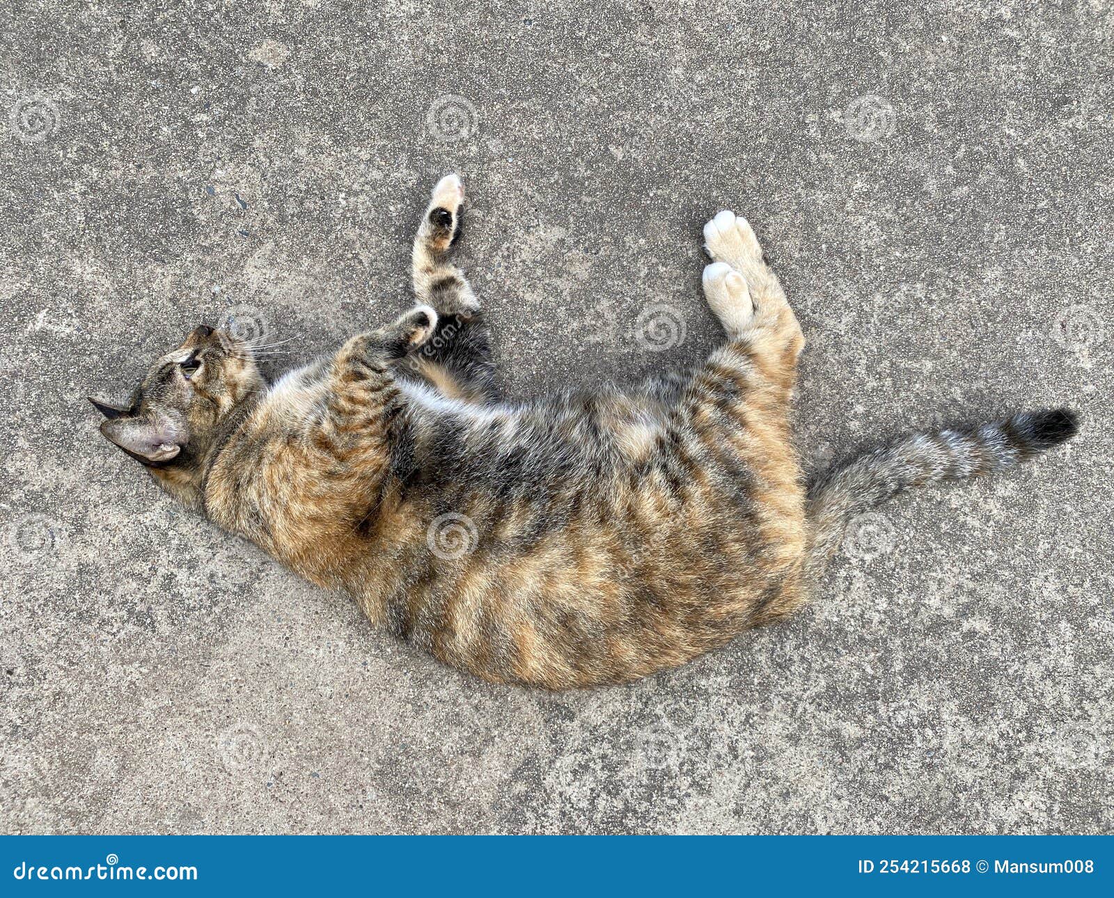 Cat lying on the ground stock photo. Image of adorable - 254215668