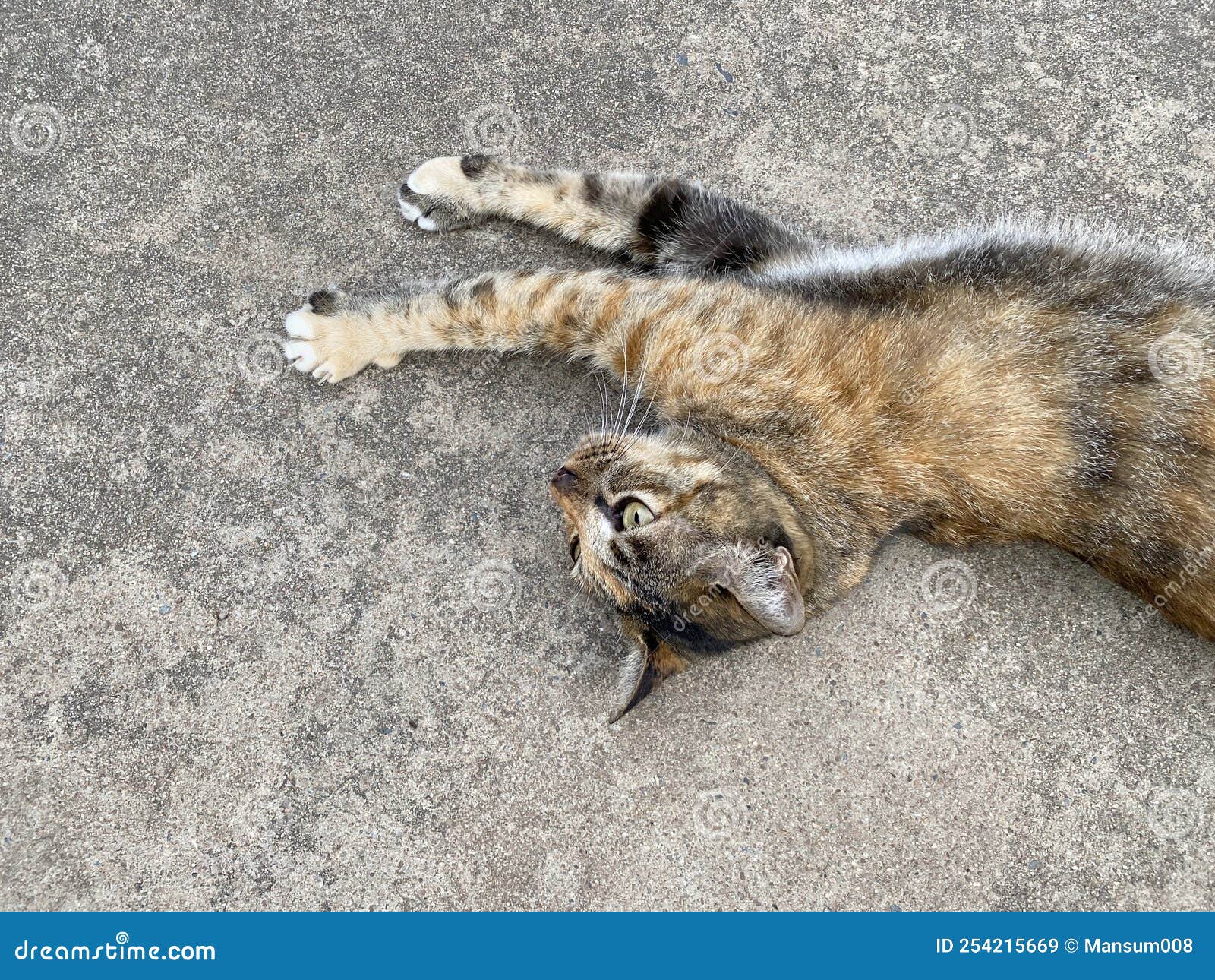 Cat lying on the ground stock image. Image of hair, adorable - 254215669