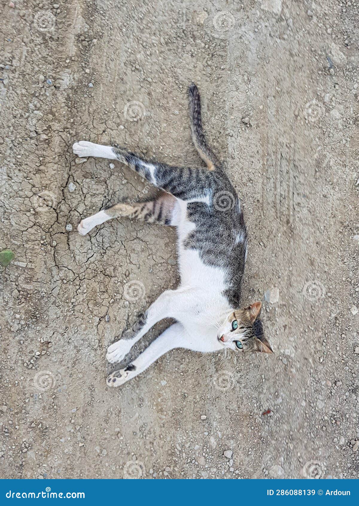 Cat lying on the ground stock image. Image of kitten - 286088139