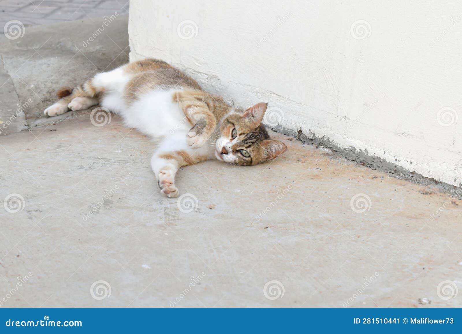 Cat Lying on the Ground and Looking at Camera. Stock Image - Image of ...