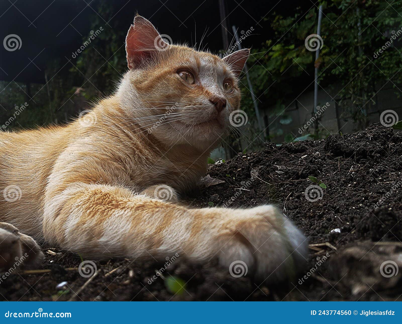 Cat lying on the ground stock photo. Image of watching - 243774560