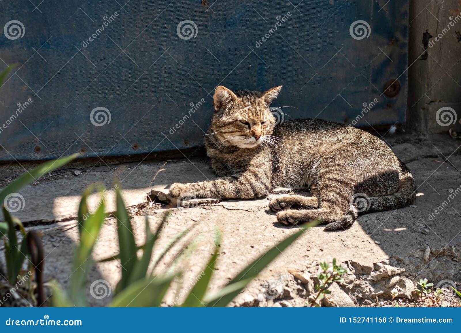 Cat lying on the ground stock photo. Image of playing - 152741168