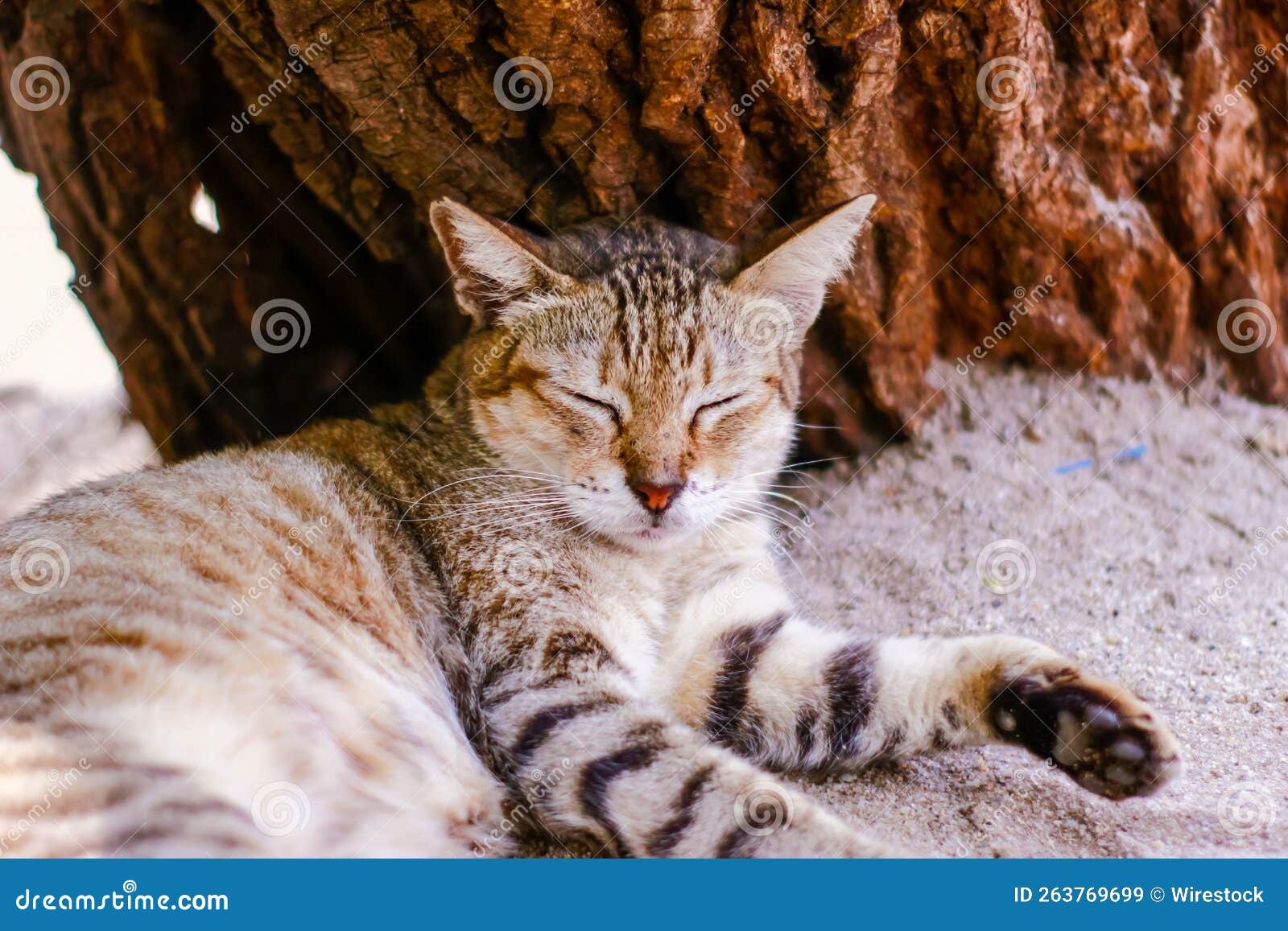 Cat Lying on the Ground Under a Tree Stock Image - Image of animal ...