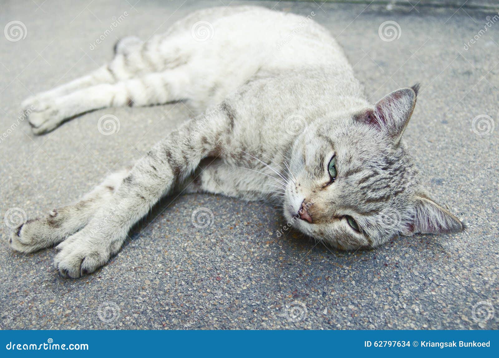 Cat lying on the ground. stock photo. Image of animal - 62797634