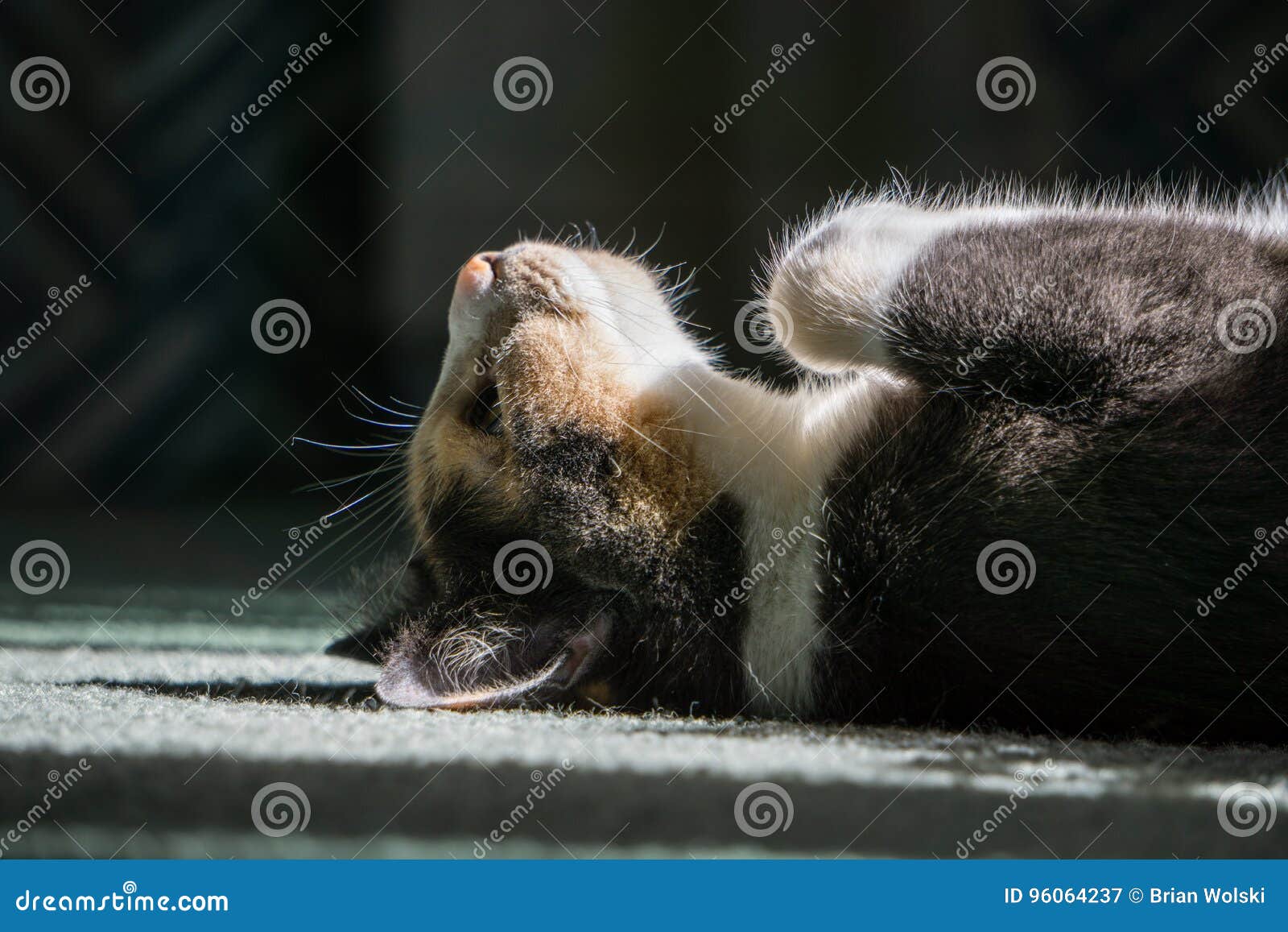 Cat Lying on Her Back stock image. Image of kitten, sunlight - 96064237