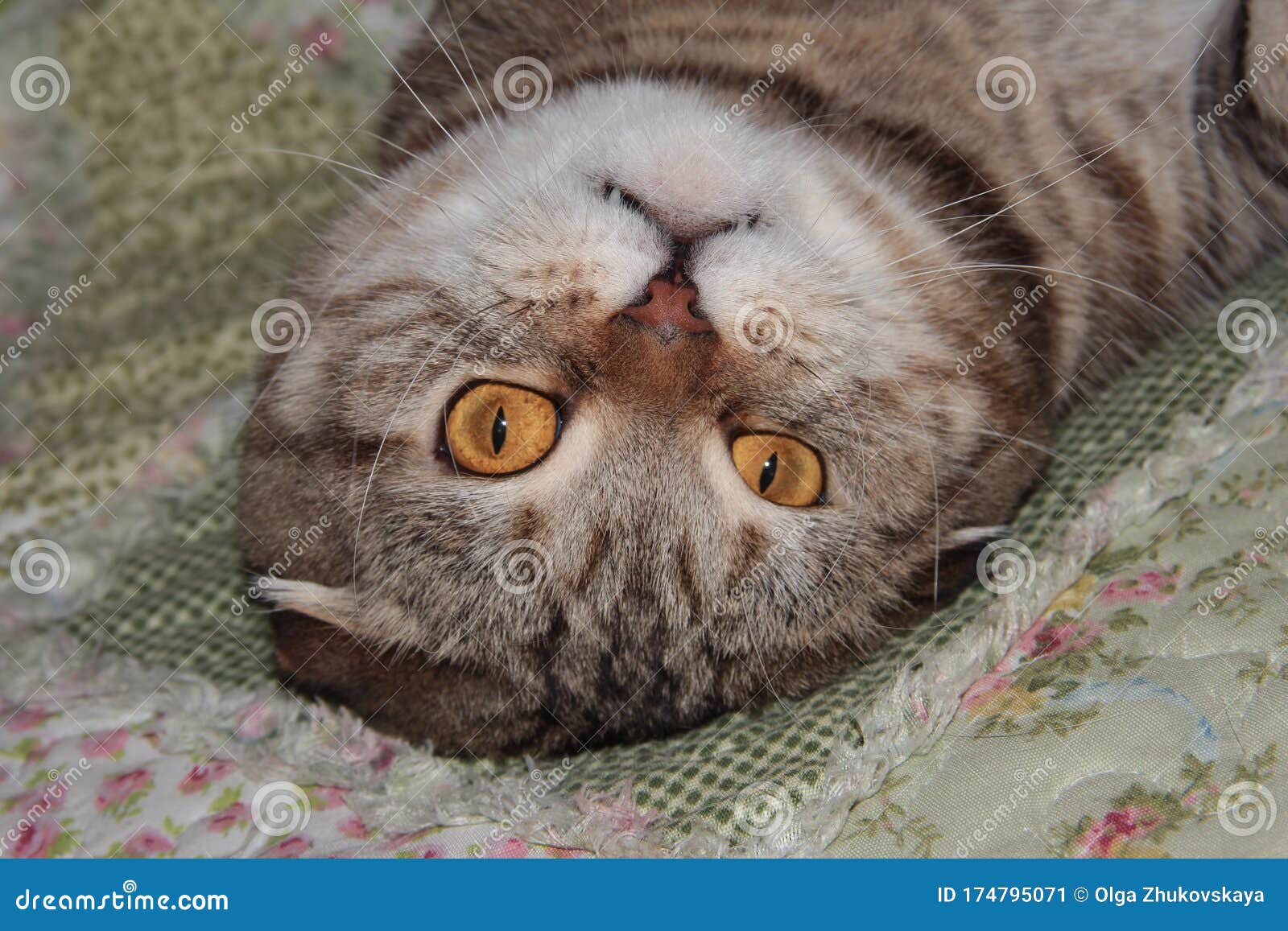 The Cat is Lying on Its Back. Fat Cat is Resting Stock Image - Image of ...