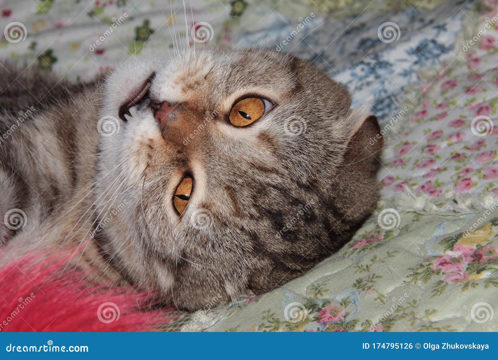 The Cat is Lying on Its Back. Fat Cat is Resting Stock Photo - Image of ...