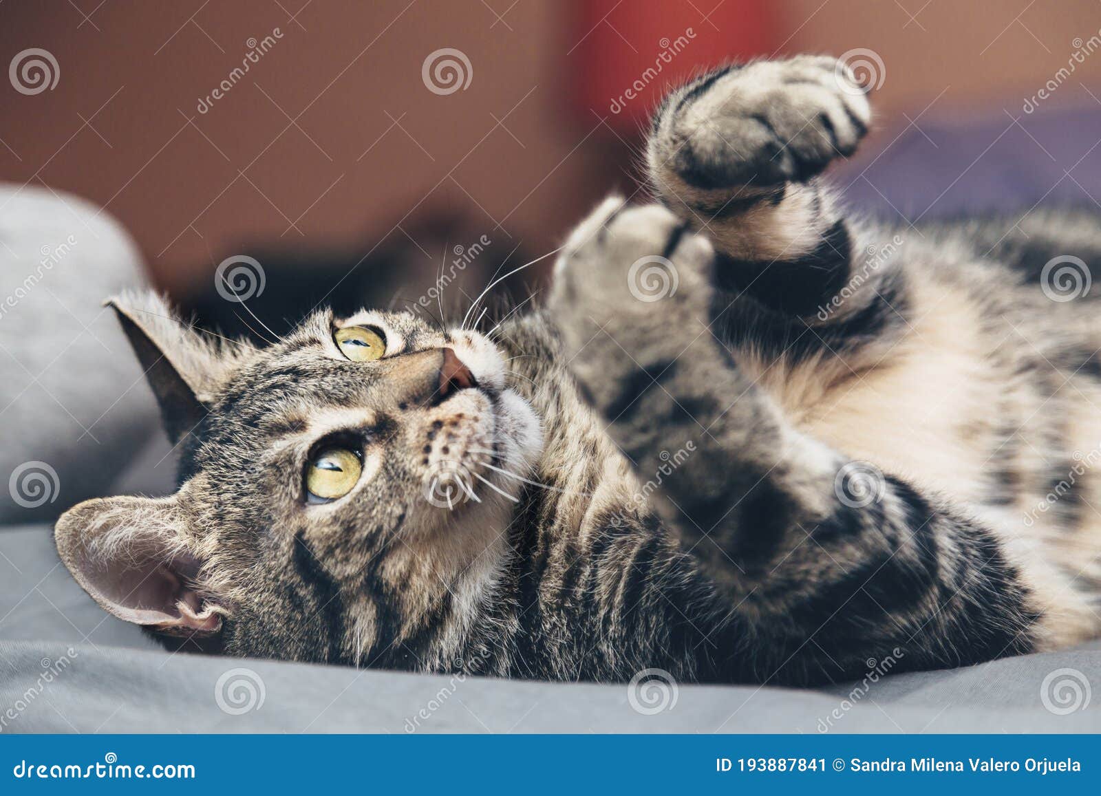 Cat Lying on Its Back Playing with Its Paws Stock Image - Image of ...