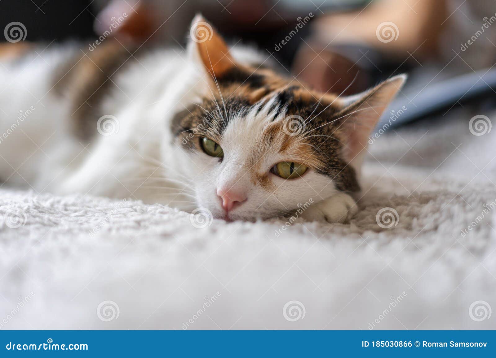 The Cat is Lying with Its Head on Its Paw and is Lying on the Bed Stock ...