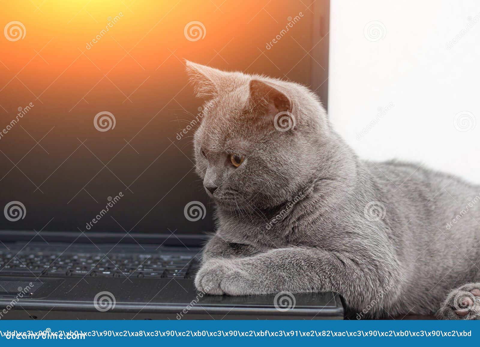 The Cat is Lying on the Laptop . Working on a Computer. Breed British ...