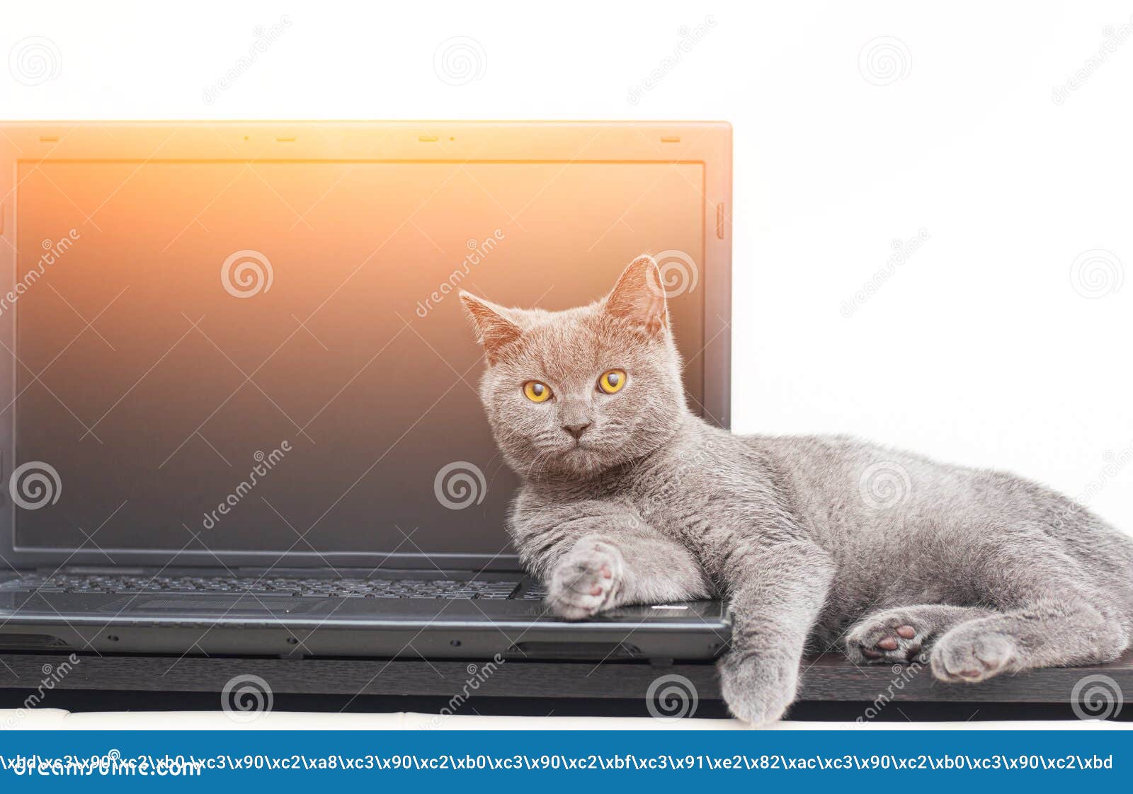 The Cat is Lying on the Laptop . Working on a Computer. Breed British ...