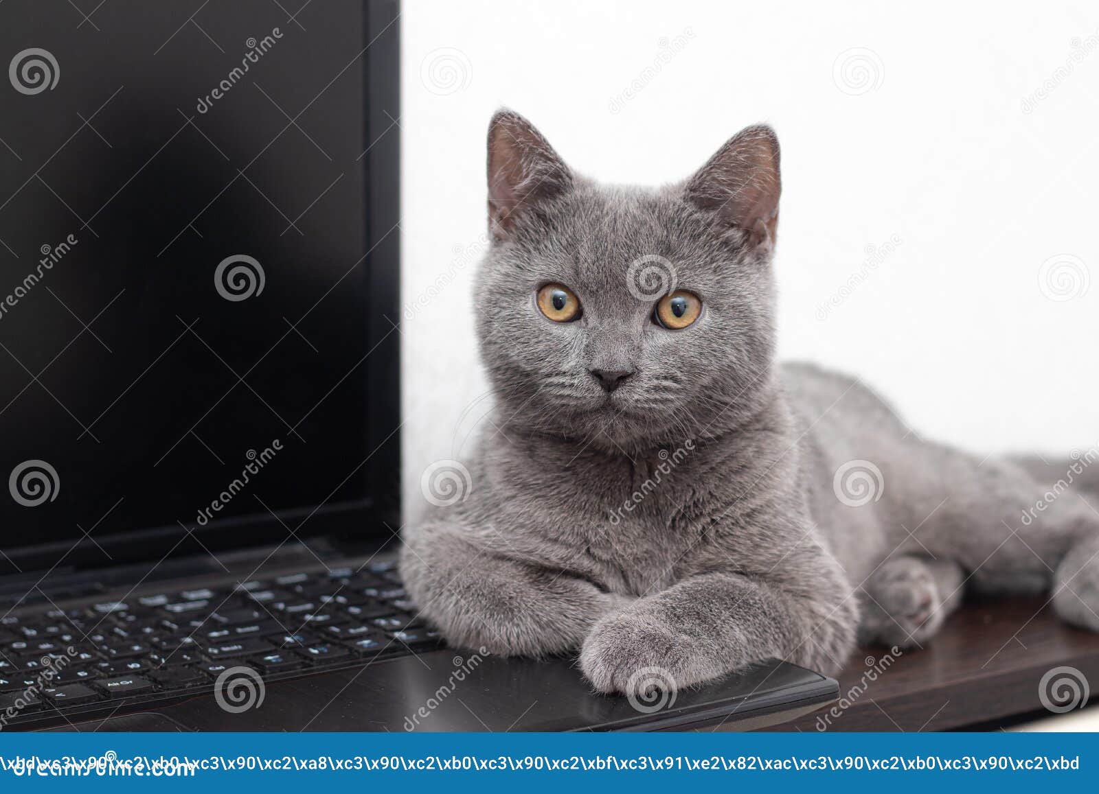 The Cat is Lying on the Laptop . Working on a Computer. Breed British ...