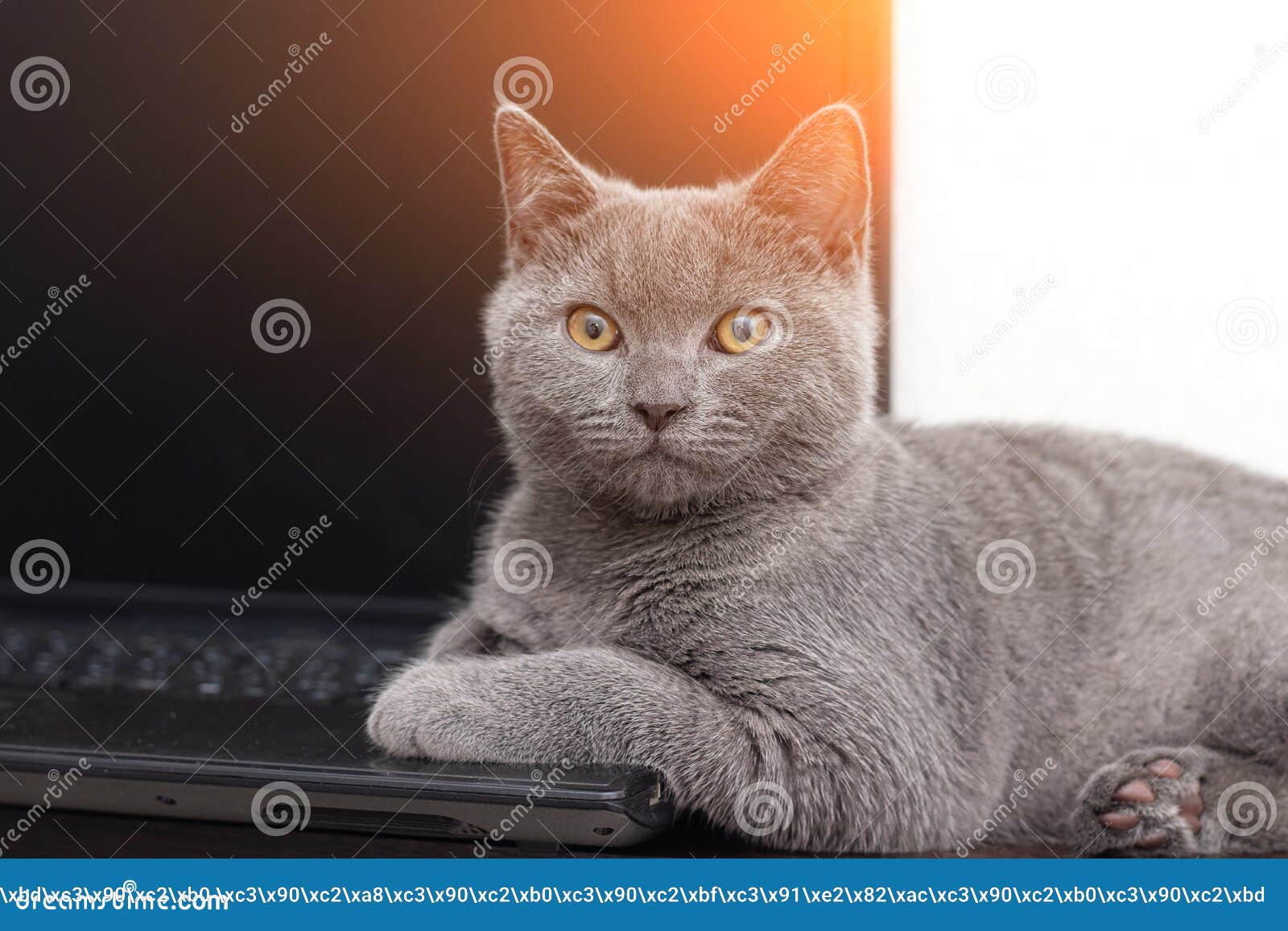 The Cat is Lying on the Laptop . Working on a Computer. Breed British ...