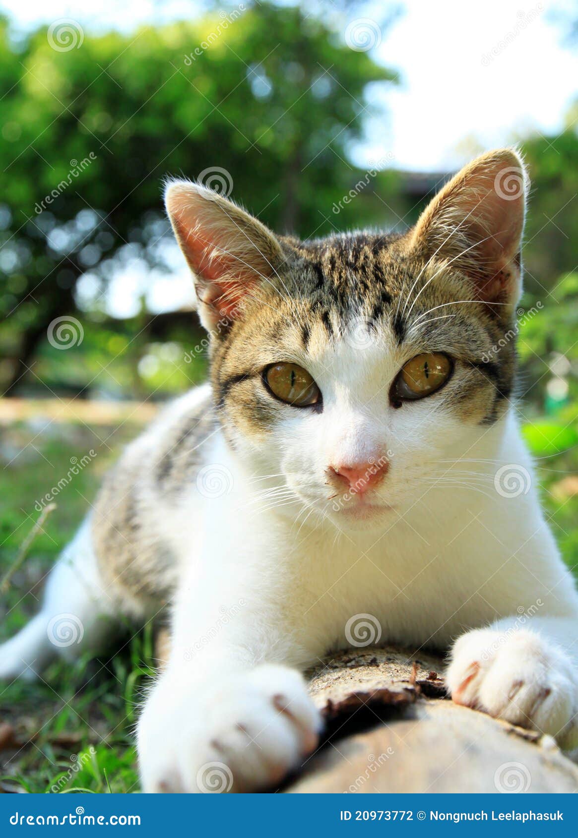 A cat lying on log wood stock photo. Image of nature - 20973772