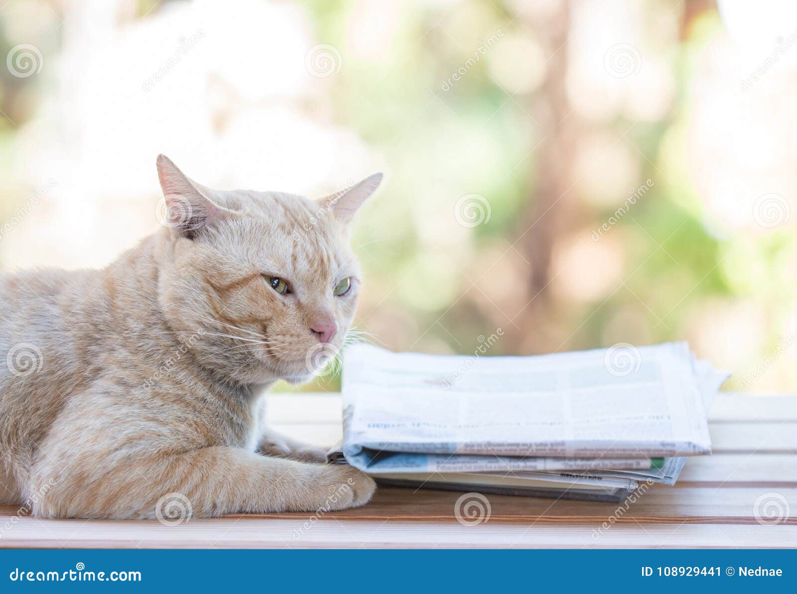 Cat lying with newspaper stock image. Image of focused - 108929441