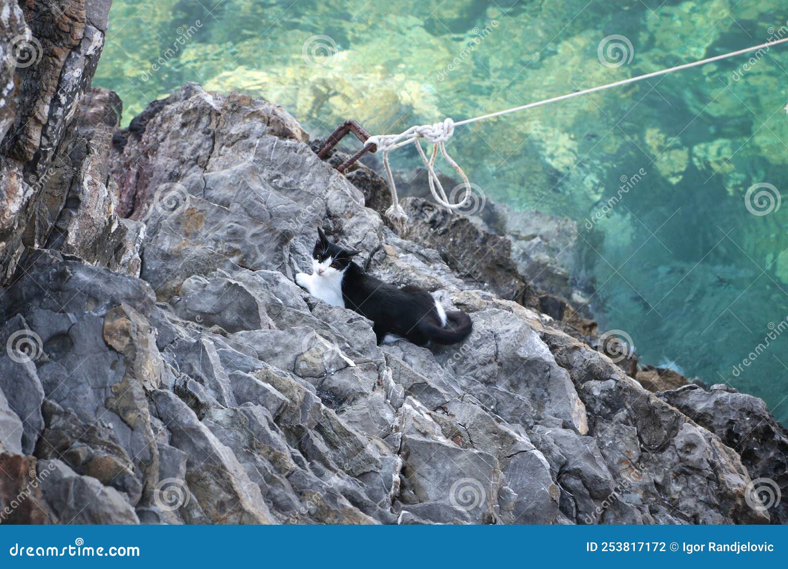 A Cat is Lying on a Rock Above the Sea Stock Photo - Image of cliff ...