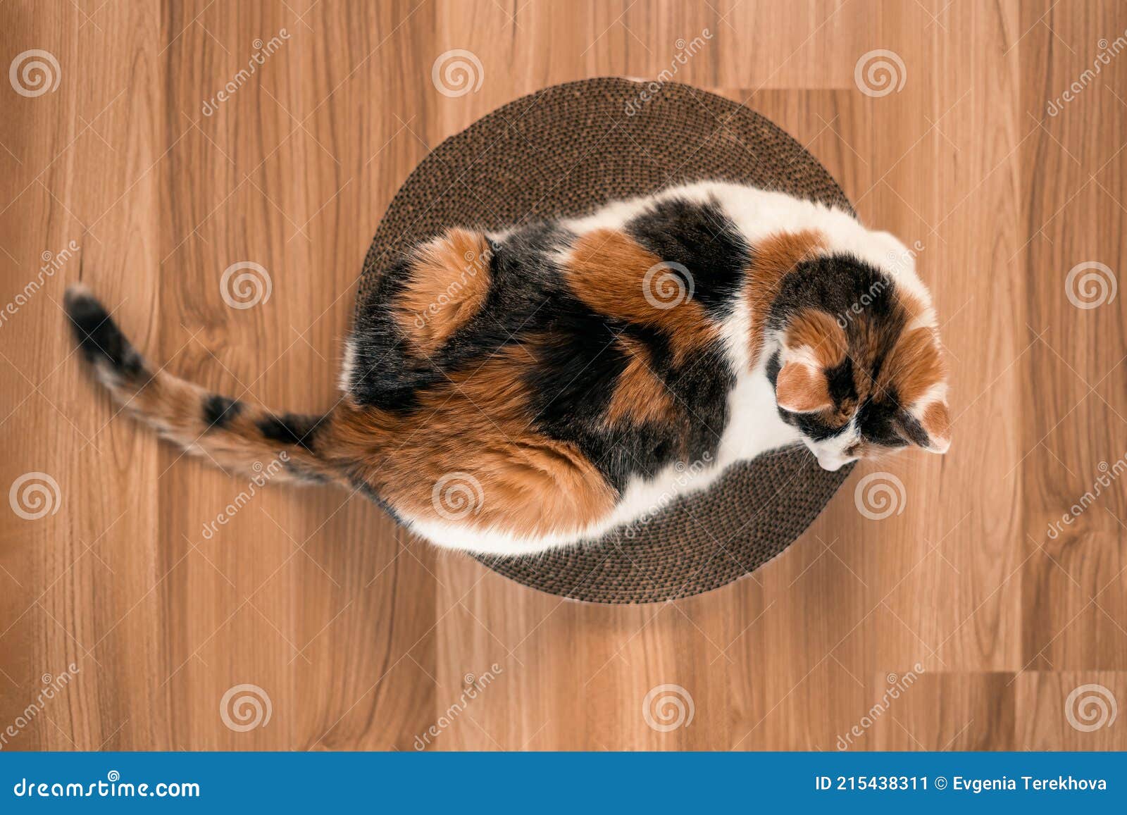 Cat is Lying on a Scratching Post Top View Stock Image - Image of ...